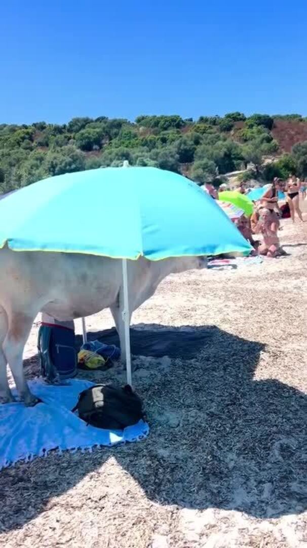 Cow Stands Under Umbrella to Avoid Sun at Beach