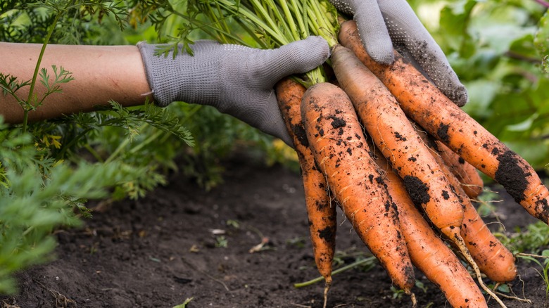 10 Easy Fruits And Vegetables To Grow From Seed In Your Own Backyard
