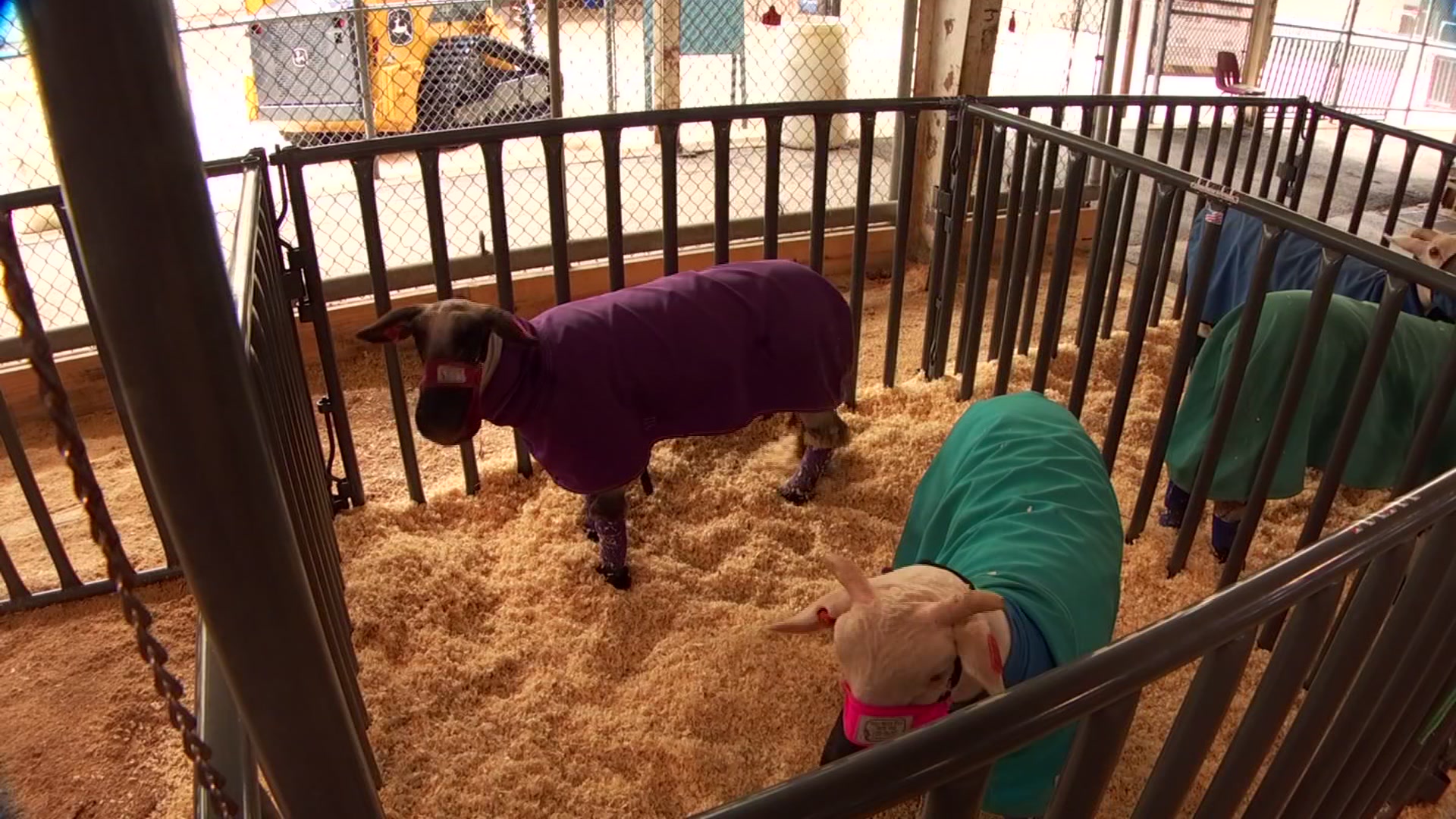 UConn Extension releases fact sheet to help fairgoers interact with animals