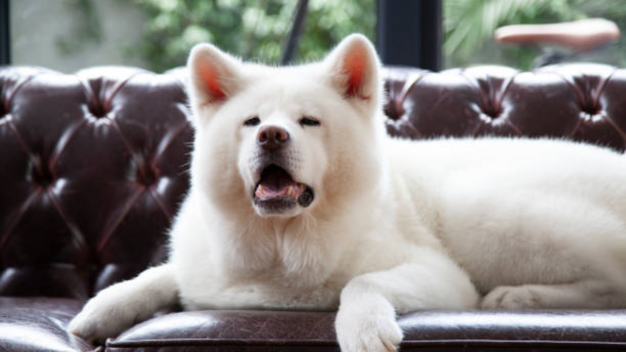 Japanese Akita: 10 amazing traits of the dog breed that made Hachiko a ...