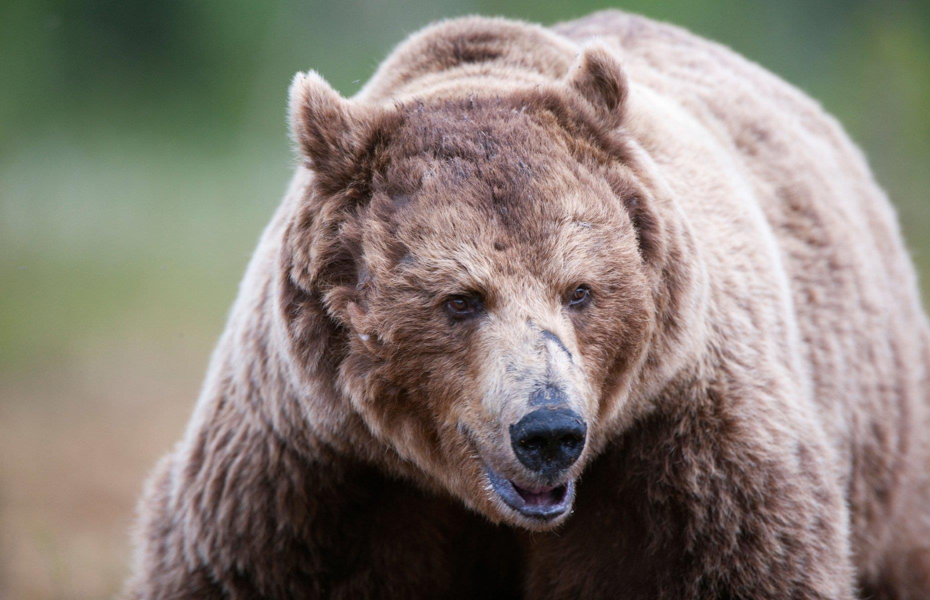 Europe's 25 most dangerous animals, ranked