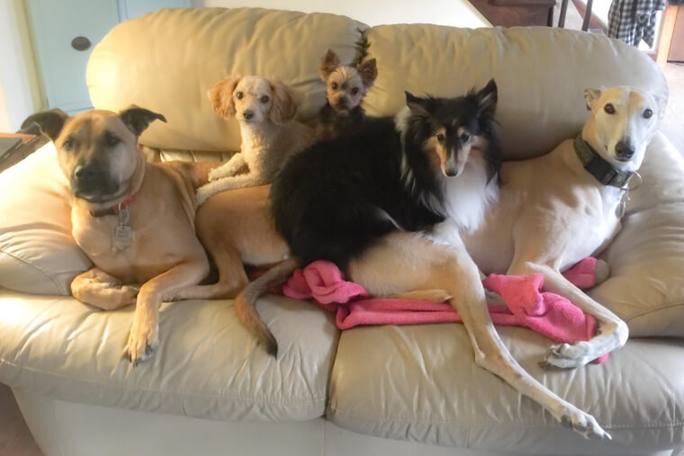 Common Household Items Toxic to Dogs and Cats