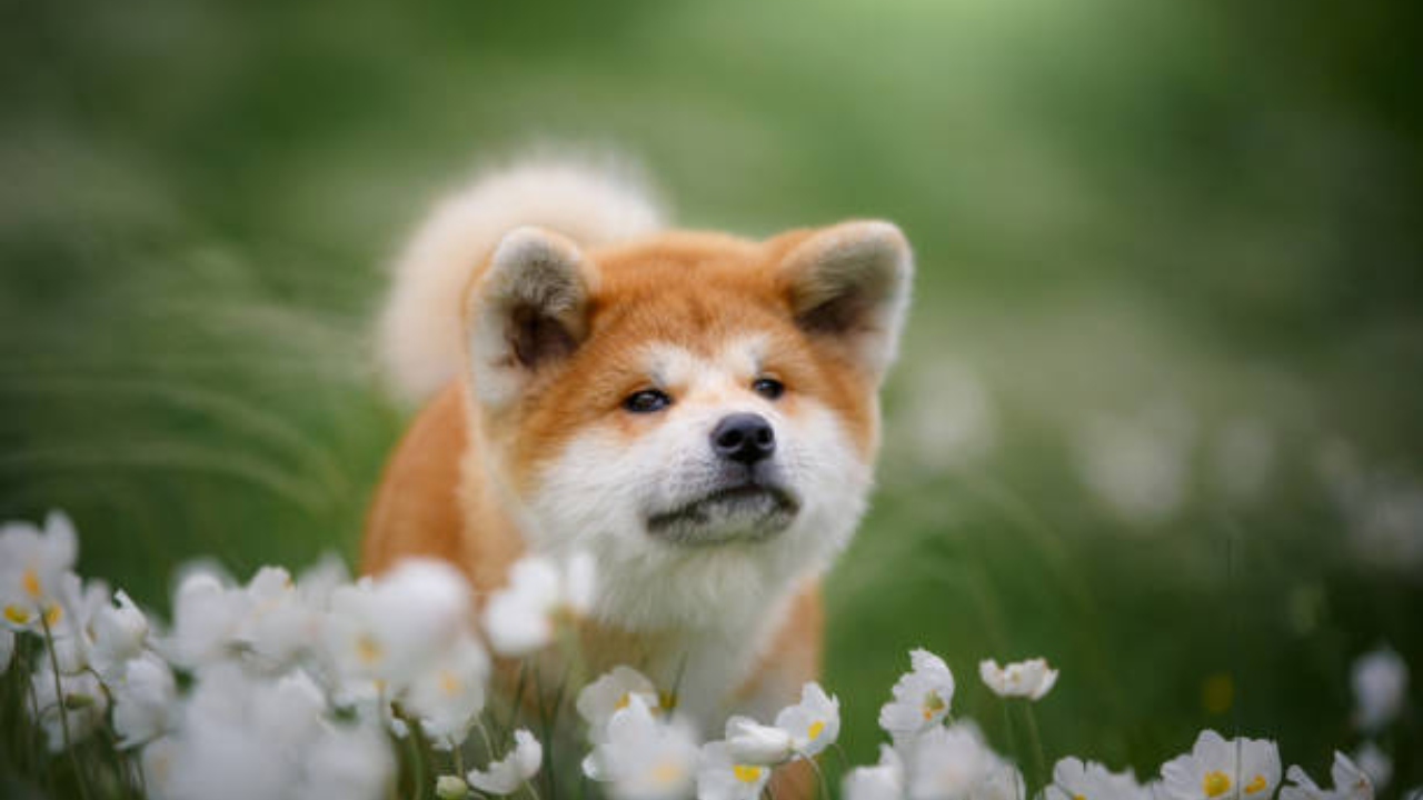 Japanese Akita: 10 amazing traits of the dog breed that made Hachiko a ...