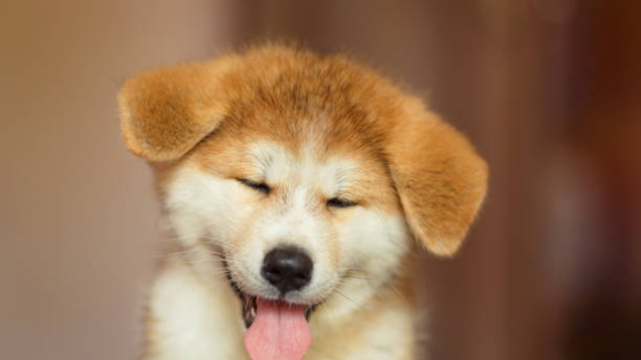 Japanese Akita: 10 amazing traits of the dog breed that made Hachiko a ...