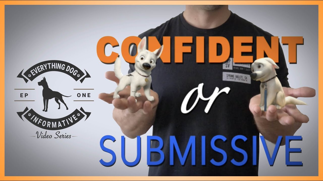Confidence or Compliance - What Makes the Ideal Dog Personality?