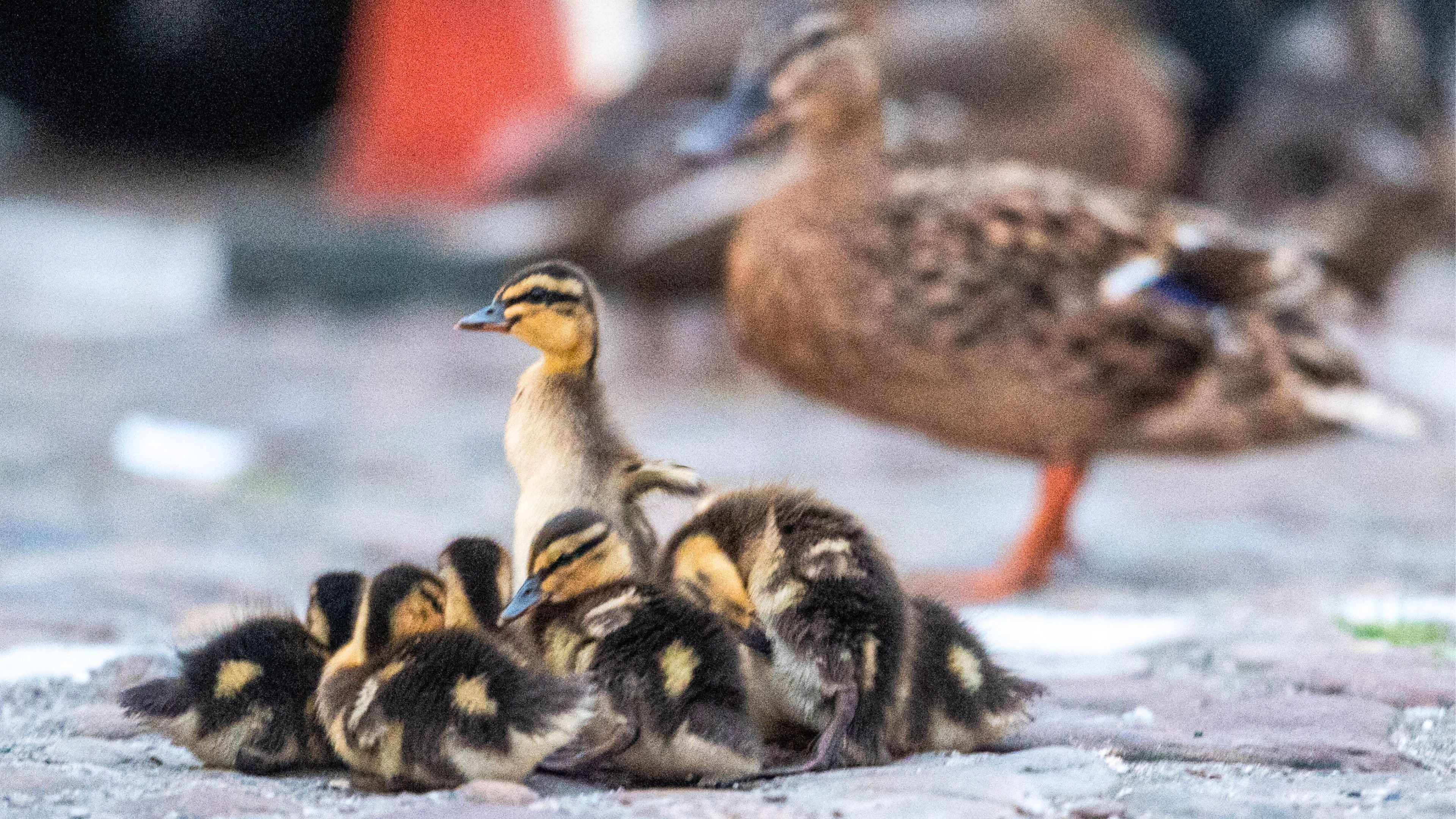 Duck wardens' nightly patrols help birds waddle across town safely ...
