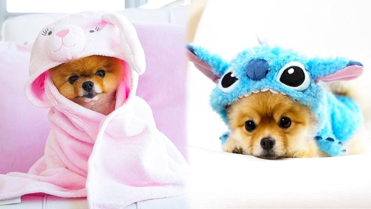 Wrapped in Whimsy and Color | funny animal video