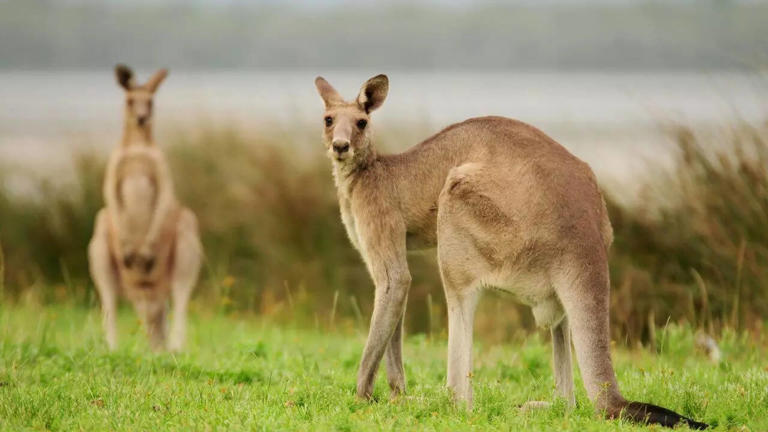 10 wild animals that use their tails for hunting, climbing and more