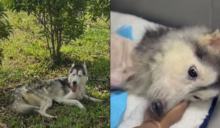 Starving Husky Found Near Istana Negara Weighing Just 6.2kg Seeks New Home