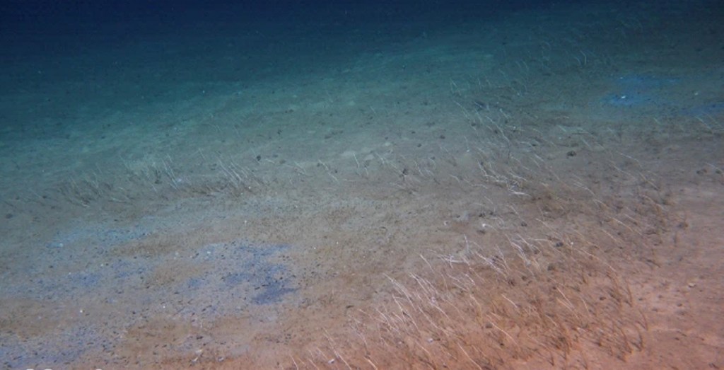 Meet the strange creatures thriving in the deep dark depths of the Pacific