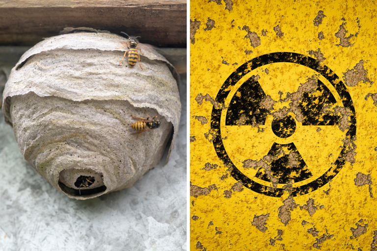 Terrifying radioactive wasp nest discovered at nuclear bomb site