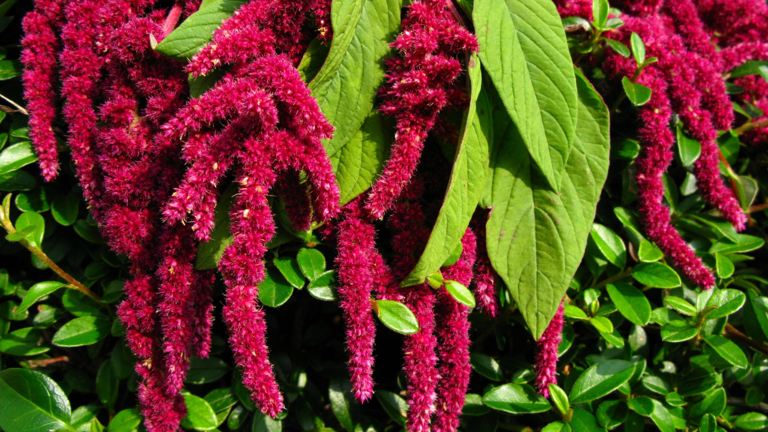 Why Amaranth is a must-have plant for every home gardener and how to ...