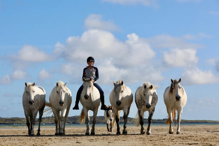 This is the main arena line up for Your Horse Live — it’s going to be a ...