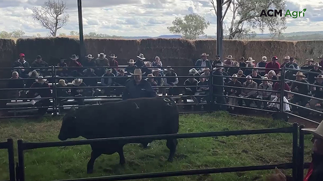 Untouchable bull sells for six figures as Clunie Range eyes impressive ...