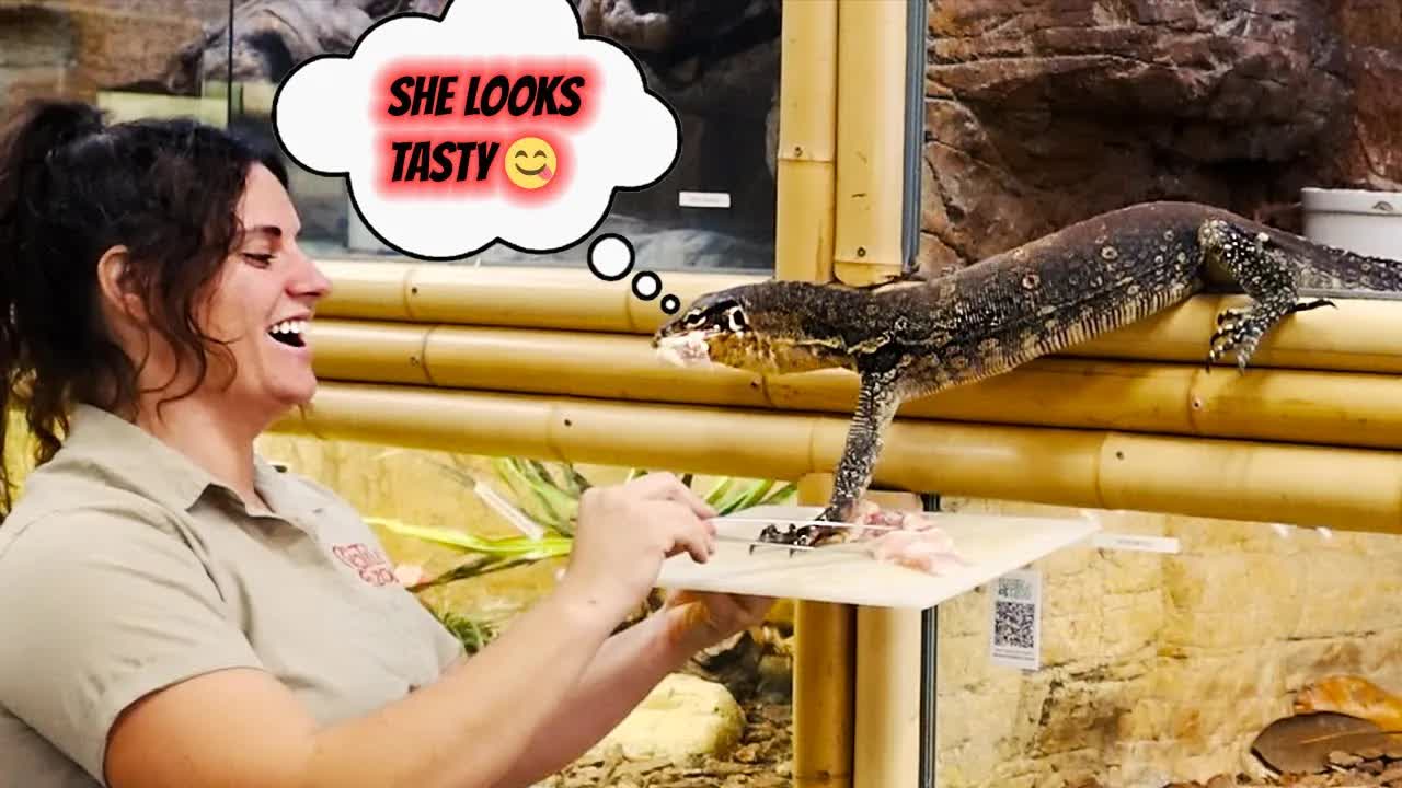 Feeding a rescue Asian water monitor