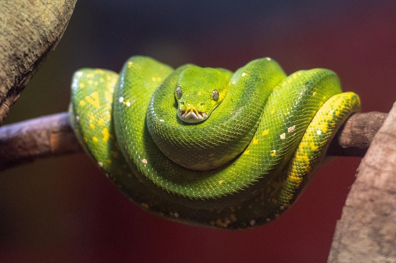 🦴 How do pythons digest bones without leaving a trace?