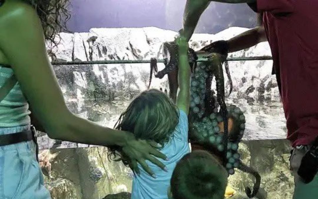 Χταπόδι σε ενυδρείο επιτέθηκε σε 6χρονο αγοράκι – «Φωνάζαμε για βοήθεια ...