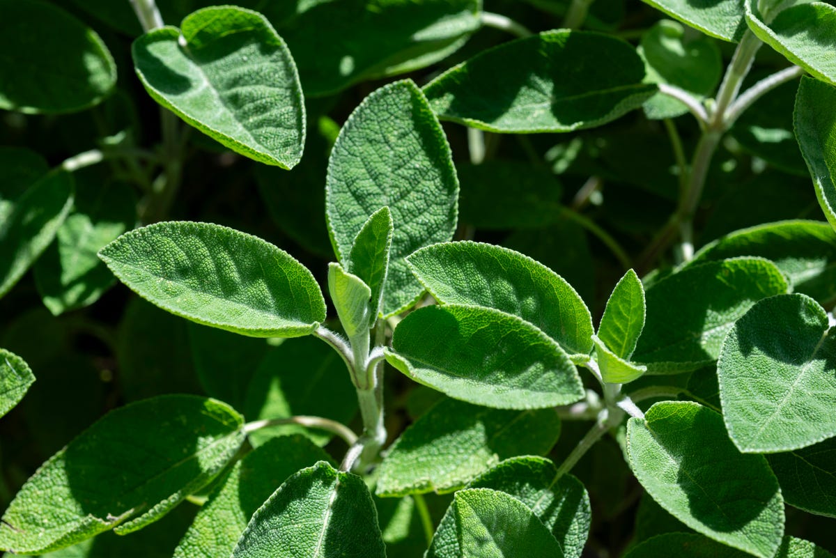 10 low-maintenance perennial herbs to plant once and enjoy year after year