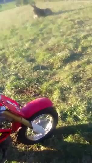 Dog Nearly Gets Run Over by Dirt Bike
