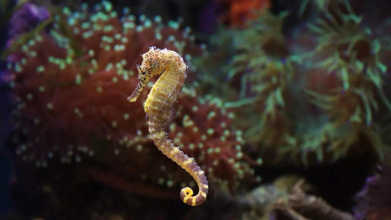 10 wild animals that use their tails for hunting, climbing and more