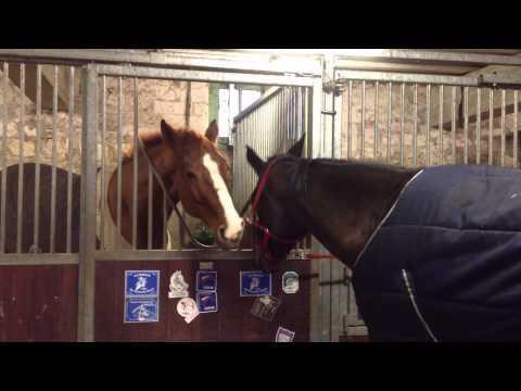 Horse Tries to Remove Harness off Friend's Face