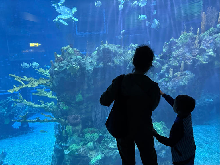 Ariel and Moana are racing to see who swims farther. Disney is tracking ...
