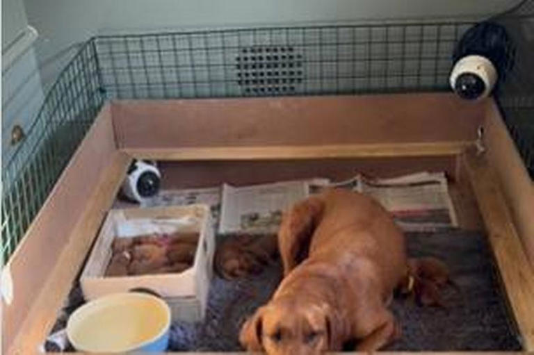 Jeremy Clarkson announces sad puppy death just hours after tragic farm news