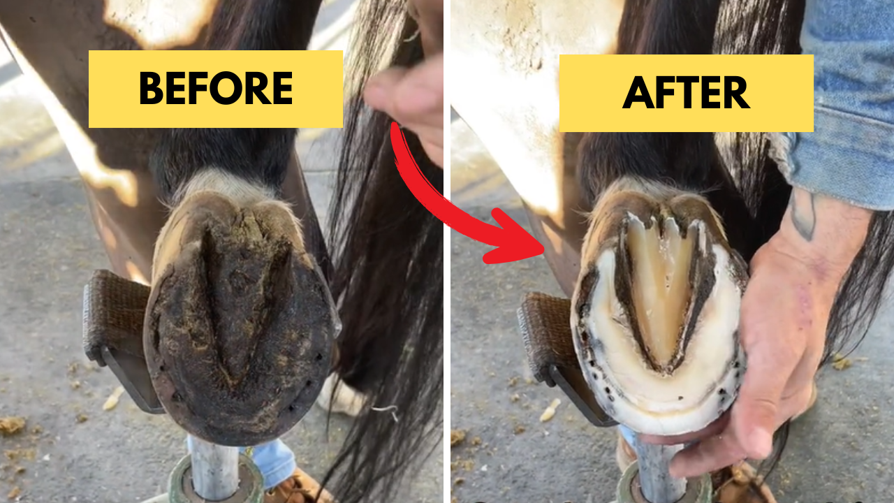 The Most Satisfying Hoof Trim Ever — Farrier ASMR for Horse Lovers