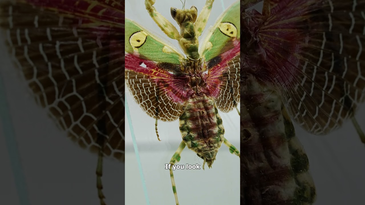 Put On Sunglasses… And This Insect Changes Completely