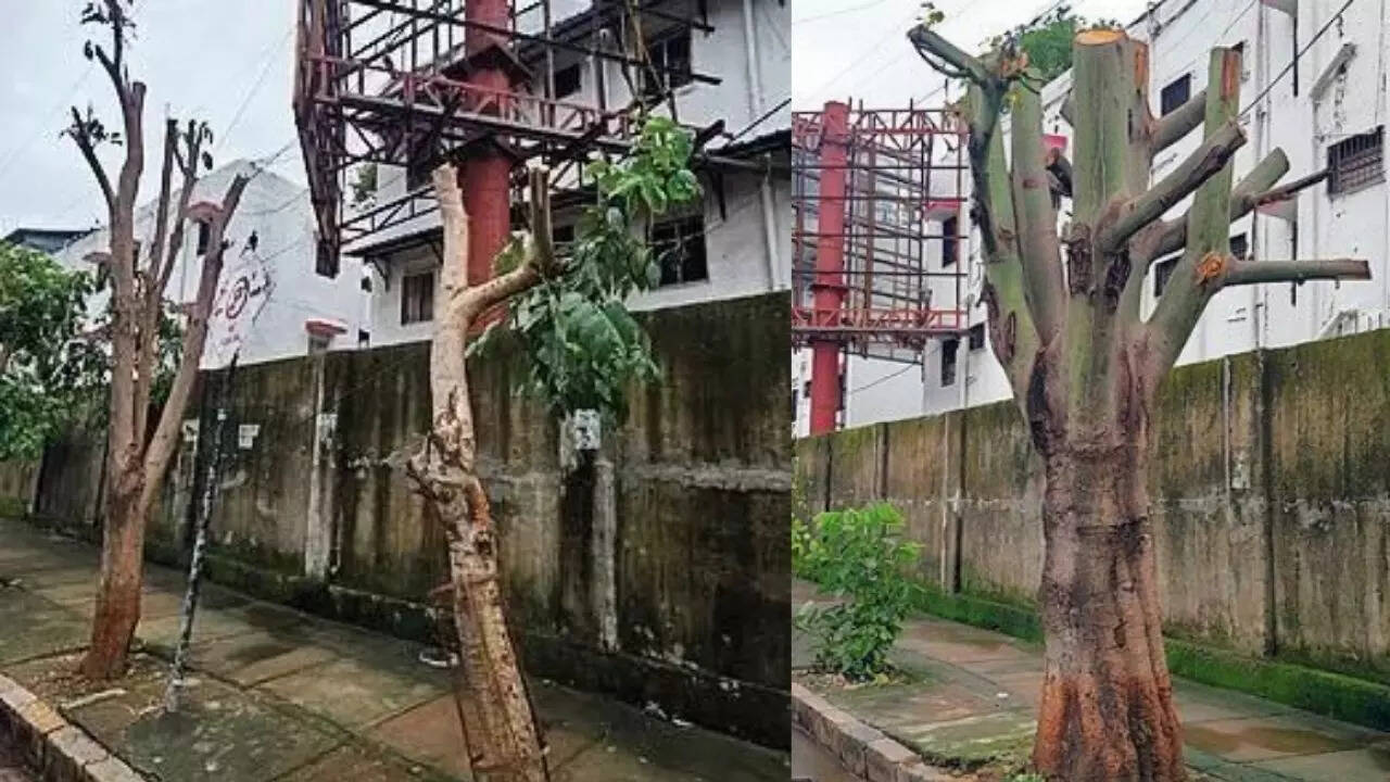Trees pruned to help ad hoarding get better visibility in Mumbai, FIR ...