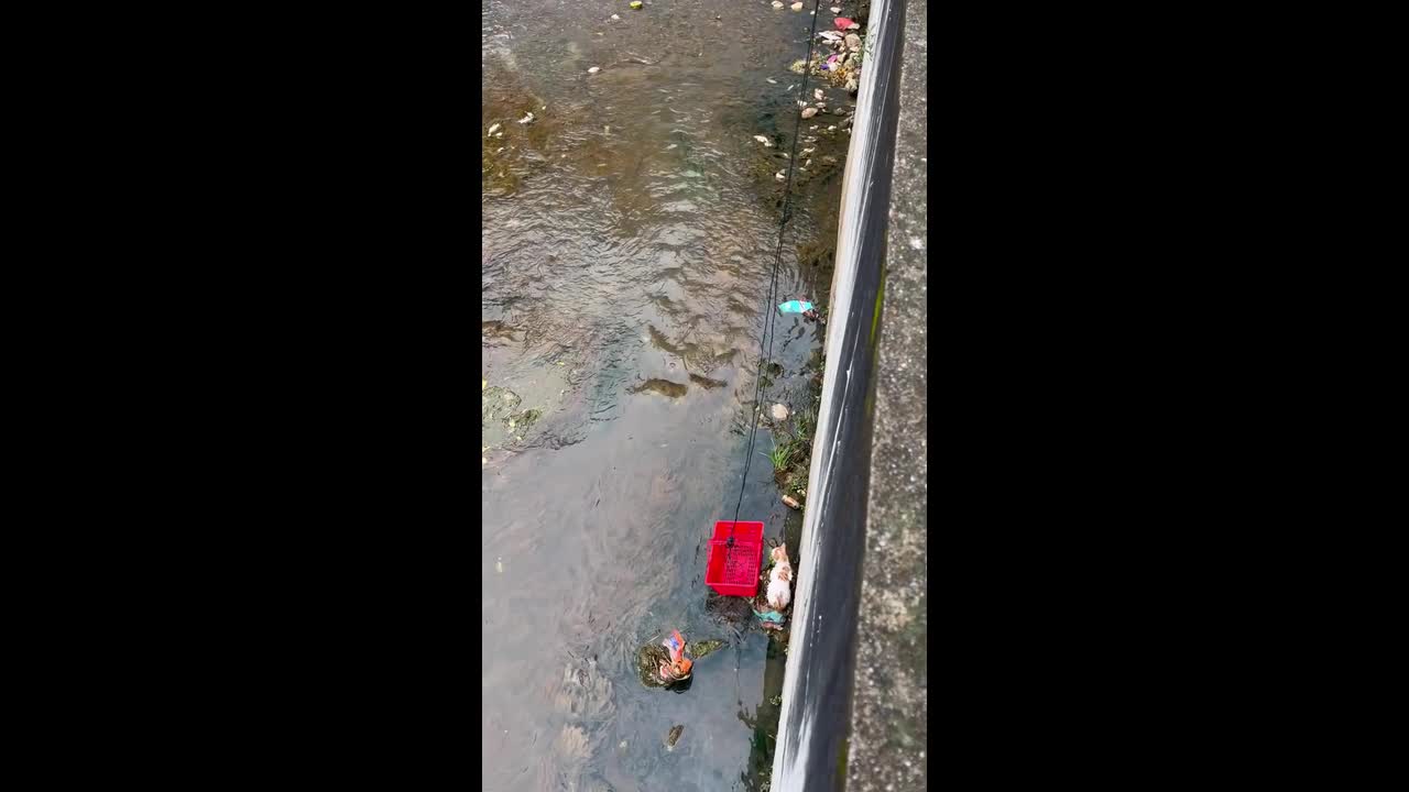 Kitten rescued from river using basket lowered on a rope