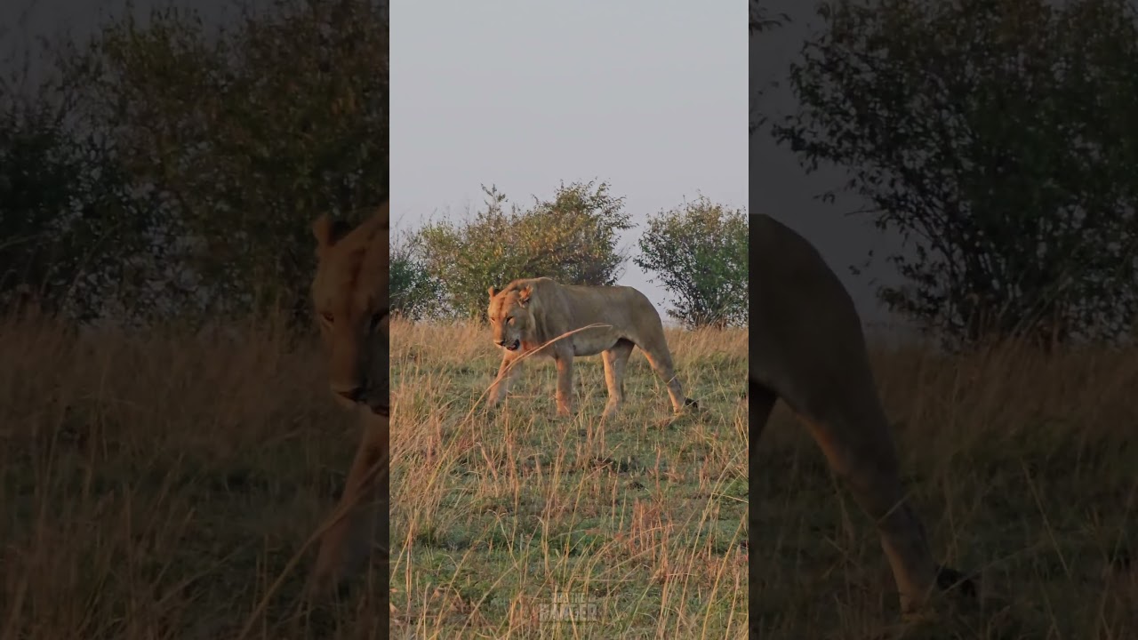 Young Male Lion Walks With Purpose Through Plains