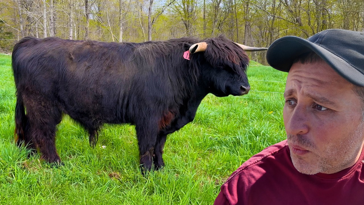 The day my bull escaped and caused total chaos