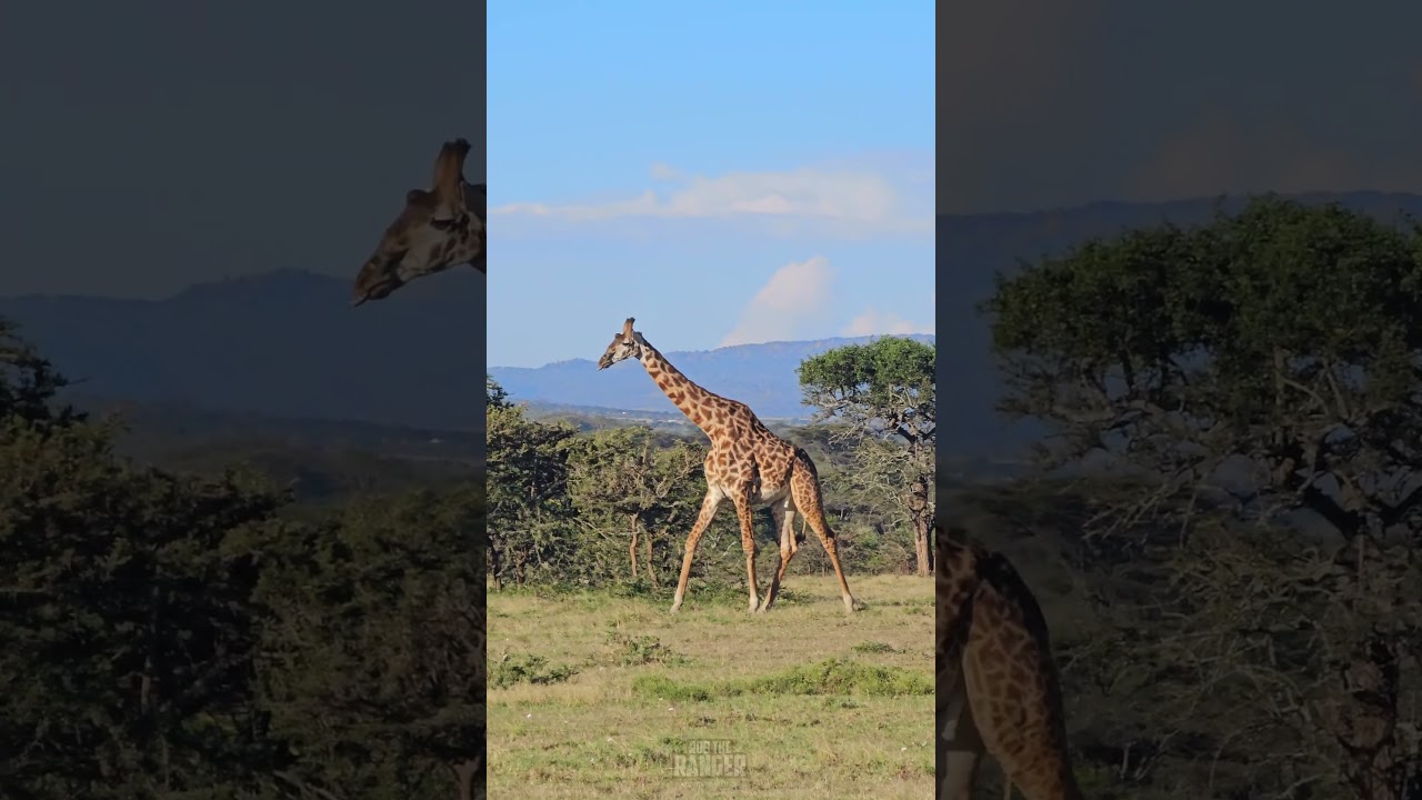 Tender giraffe moment captured in wild Mara scene