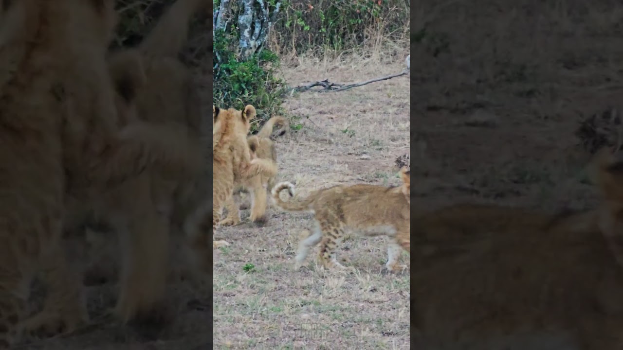 Lion cubs of the Ormoti pride enjoy playtime with their mother