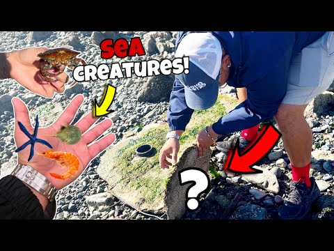 Exploring Canada’s Beach Rocks – Searching for Hidden Sea Creatures!