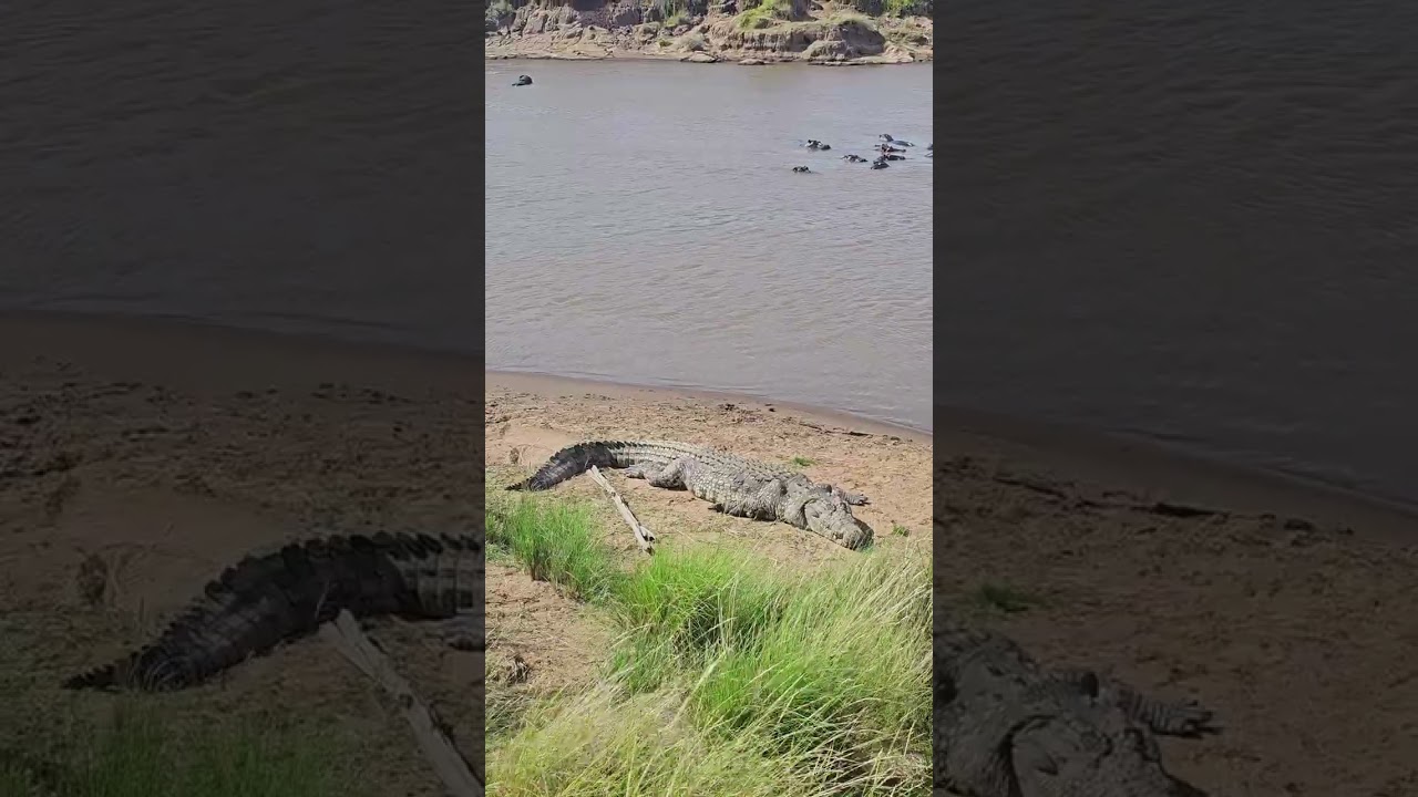 Huge crocodile lurks menacingly in Mara River waters