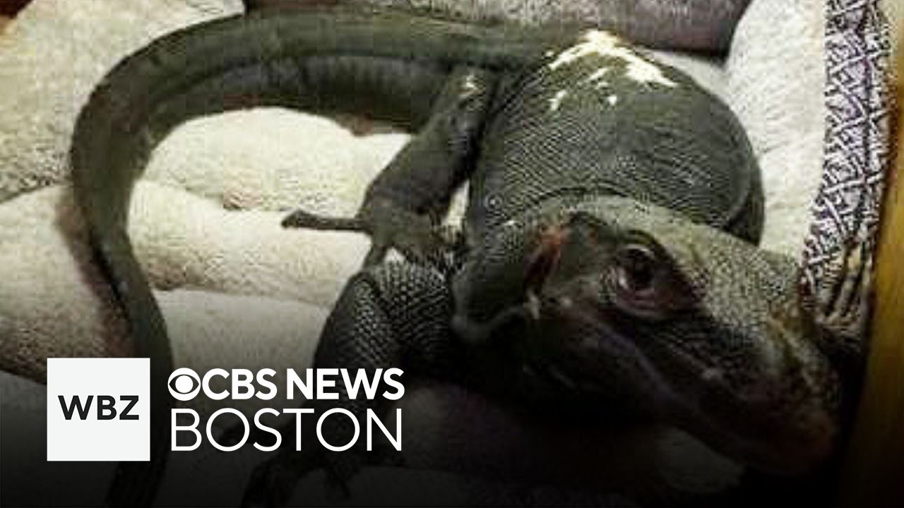 Escaped 5-foot-long lizard spotted again in Massachusetts after ...