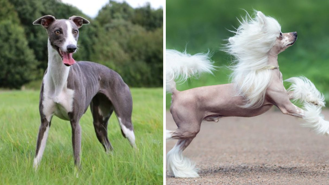 30 Easy Dogs for Lazy Folks (No Judgment Here)