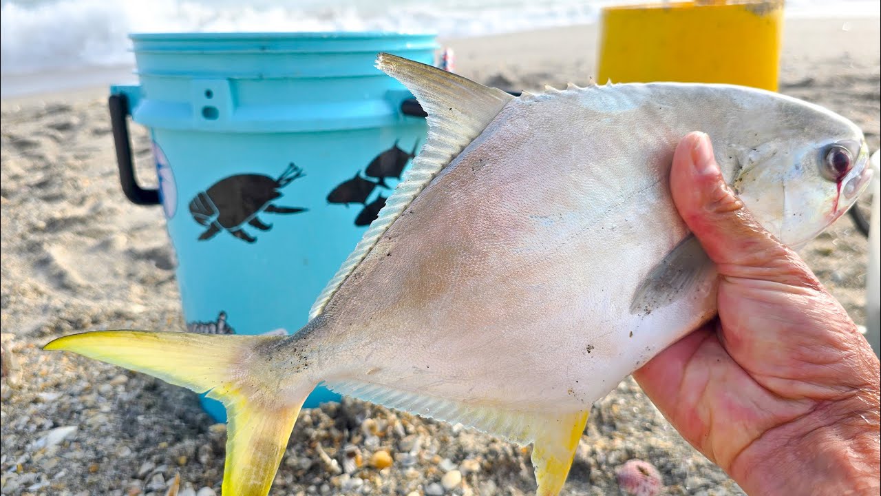 The Fish are Coming Back with the FOG!