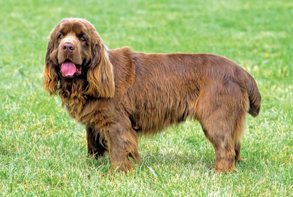 30 Easy Dogs for Lazy Folks (No Judgment Here)