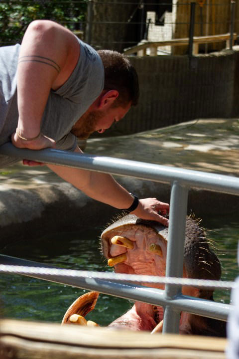 Denver Zoo’s hippo, Mahali, will soon move to Texas: Here’s why