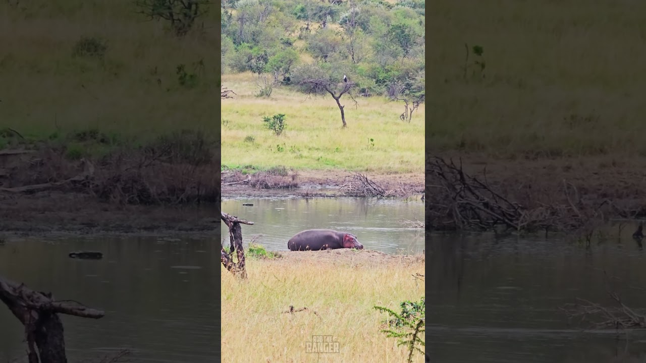 Up-Close Hippo Sighting While on Foot in the Wild