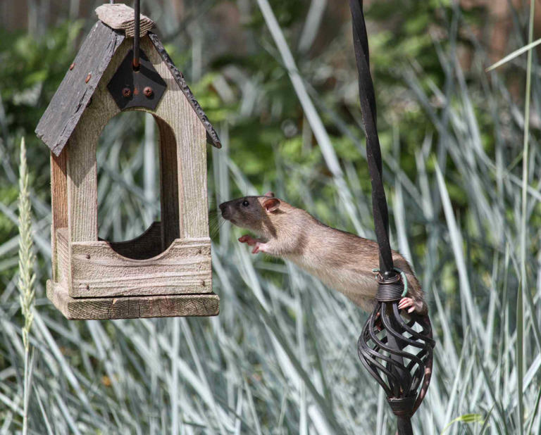 How to keep your neighbor's pest problem from spreading to your home