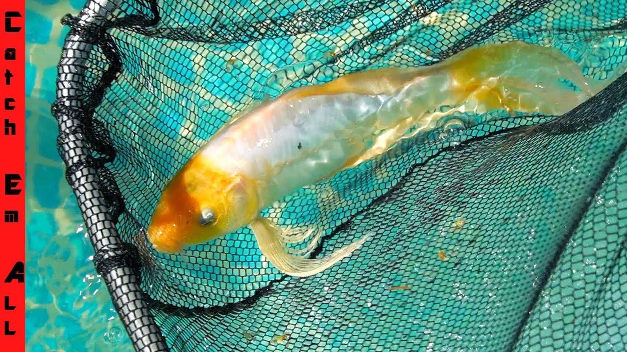 ORGANIZING 1,000 RARE KOI FISH!