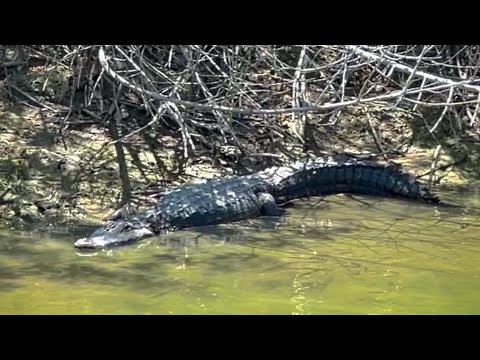 Alligator Encounter on Florida Bike Path