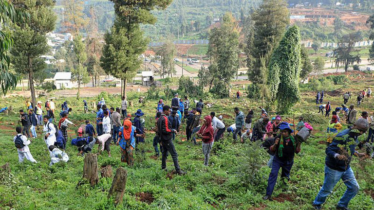Ethiopians plant 700 million tree seedlings in a day in reforestation ...