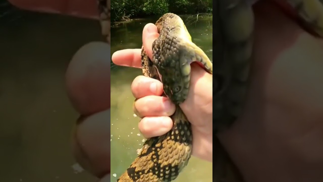 Diamondback Snake Bite Turns Trip Dangerous Fast