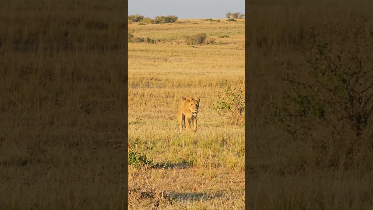 Old lioness treks slowly through Mara wilderness