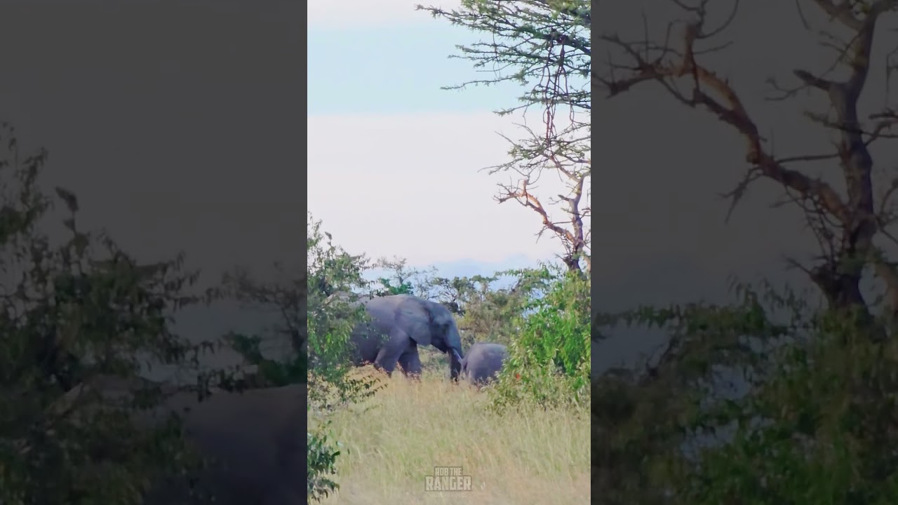 Close-Up Elephant Encounter on Guided Nature Walk